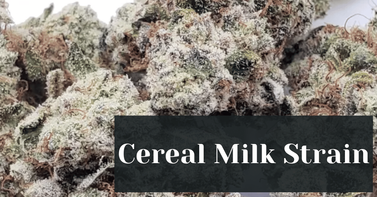 Cereal Milk Strain – New Age Genetics